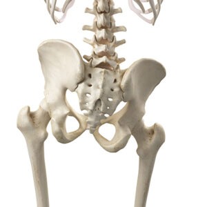 Back Pain Caused by Hip Misalignment | Los Angeles, Beverly Hills ...